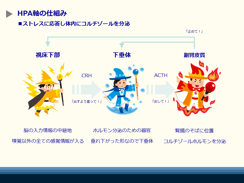 HPA軸｜ストレスに抵抗するため備わっている身体的な防御機構 | 東京カウンセリングオフィス